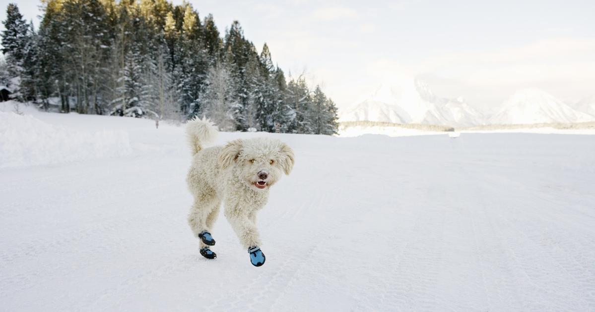 Prepare Your Pets for Winter Weather | Allstate