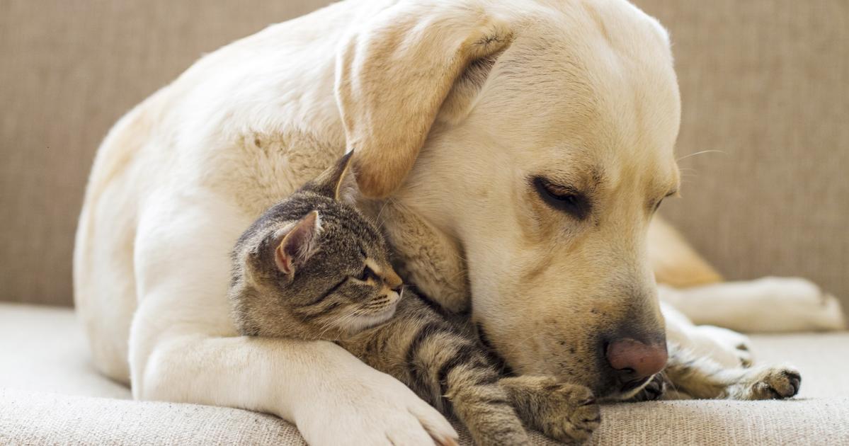 Tips for Moving With Your Pets | Allstate