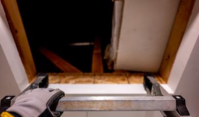 Why and How To Catch a Bat in Your House | Encompass